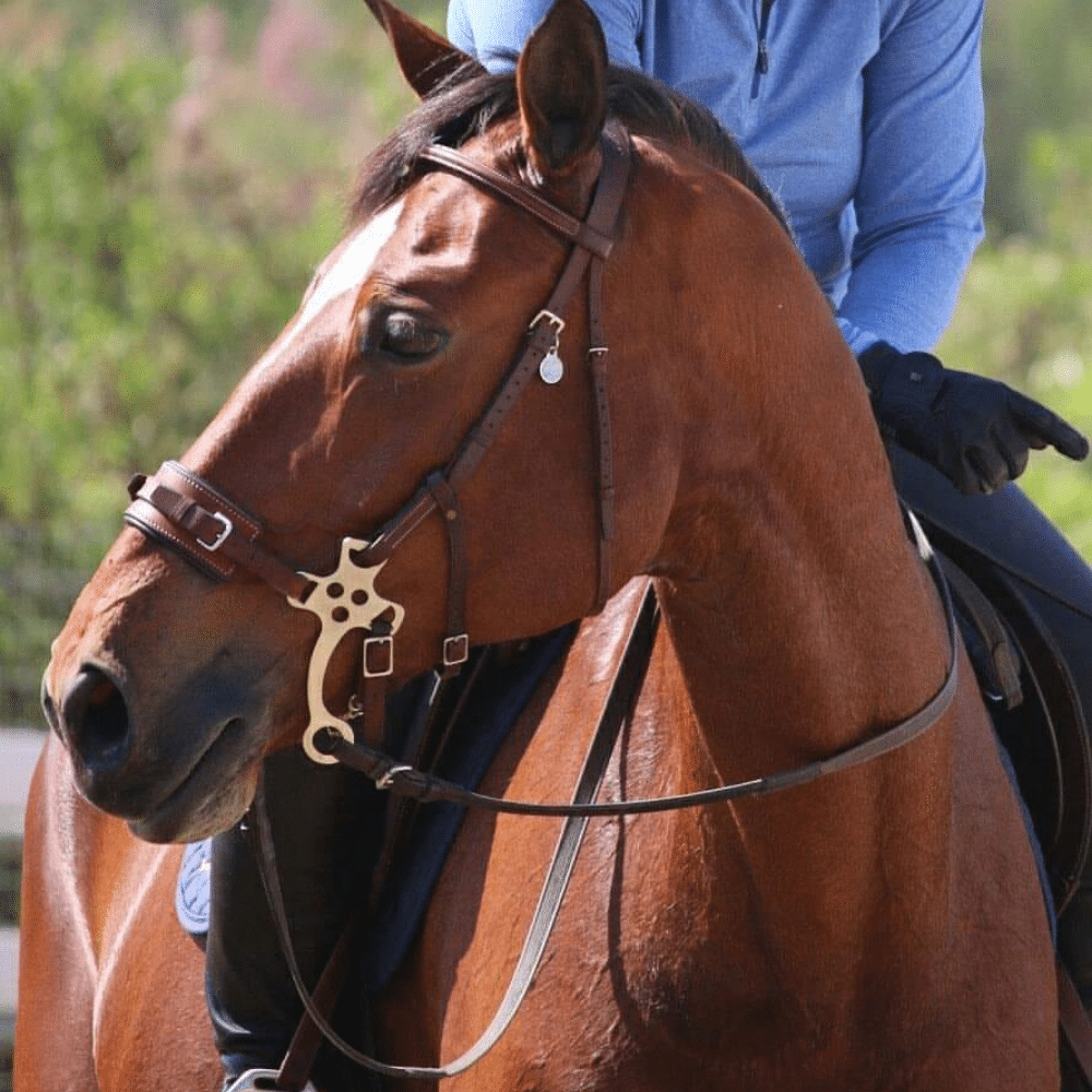 English Hackamore | EquuSport Custom Saddlery